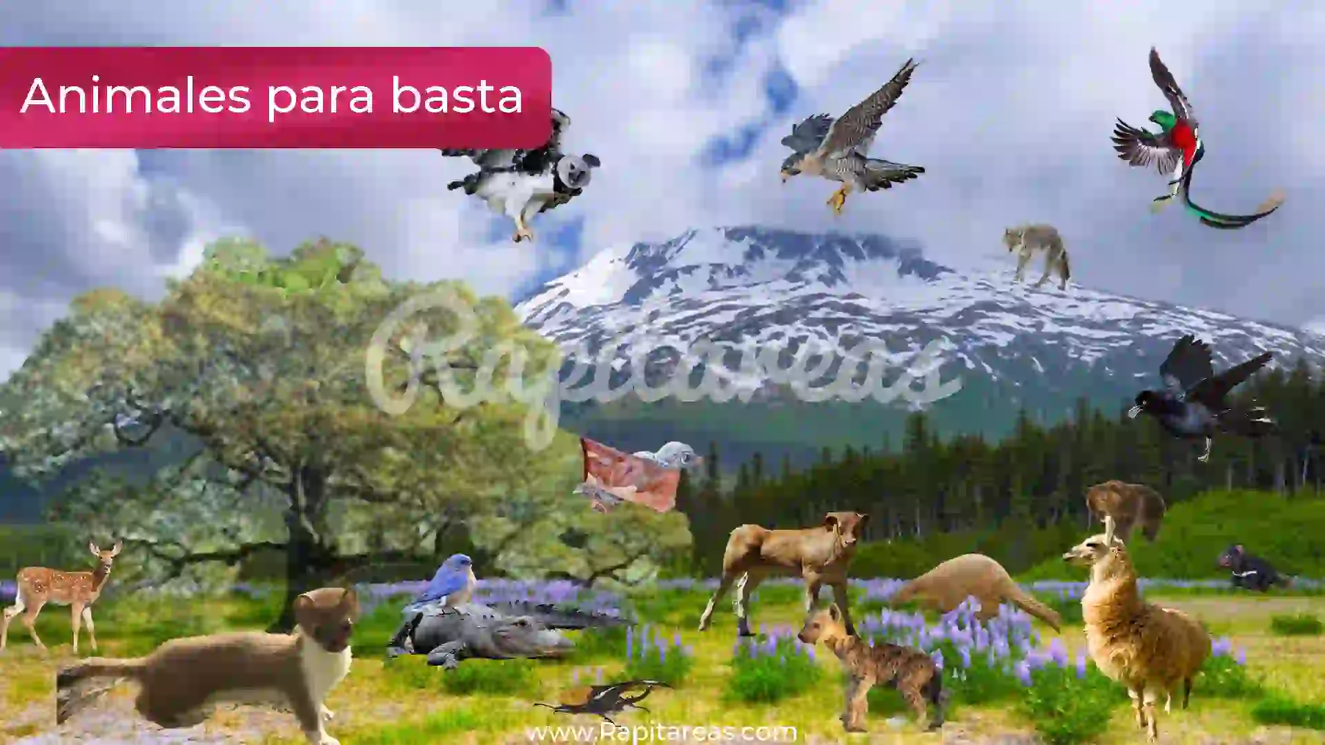 Animales para el juego de basta - RapiTareas