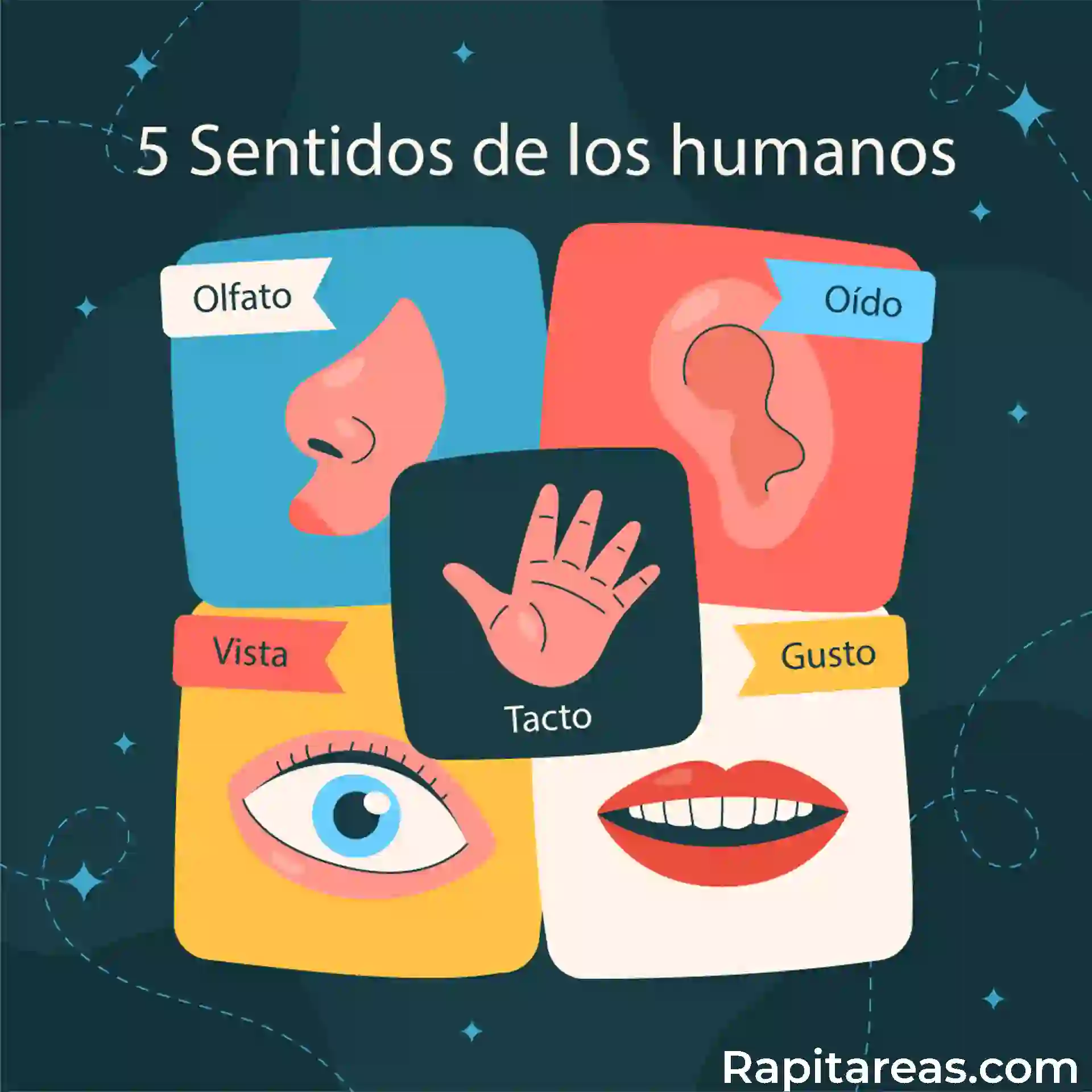 Cuales son los 5 sentidos que nos ayudan a percibir el mundo